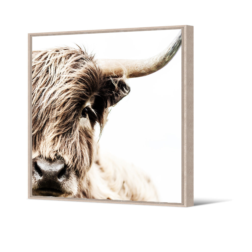Tableau Highland Cow - 100% Fait en France - Livraison Rapide